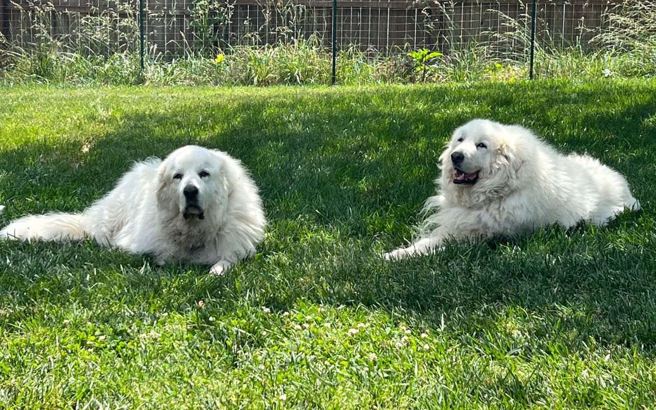 10 Things I've Learned After Over 10 Years with Great Pyrenees | It's ...